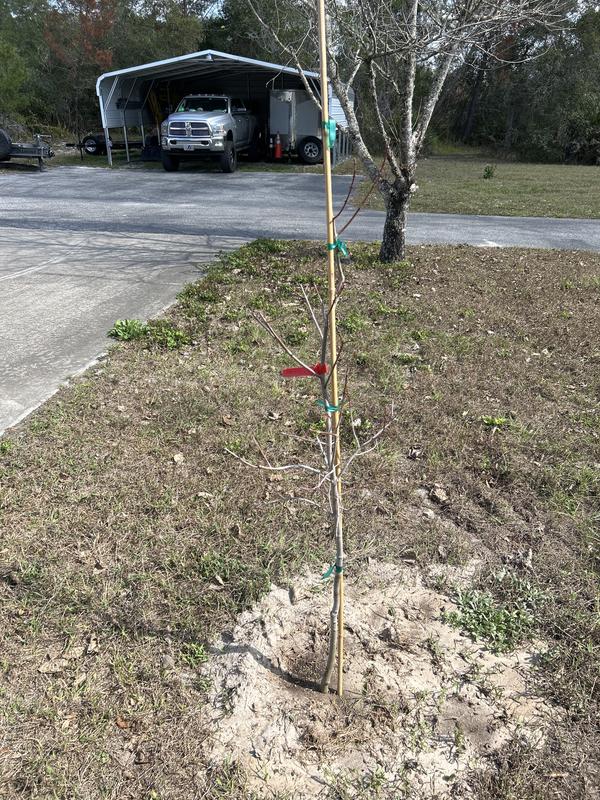 Southern Planters 5-Gallons Shade Red Maple In Pot (With Soil ...