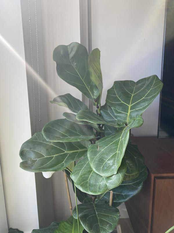 Costa Farms Bambino Fiddle Leaf Fig Ficus Lyrata House Plant in 6-in ...