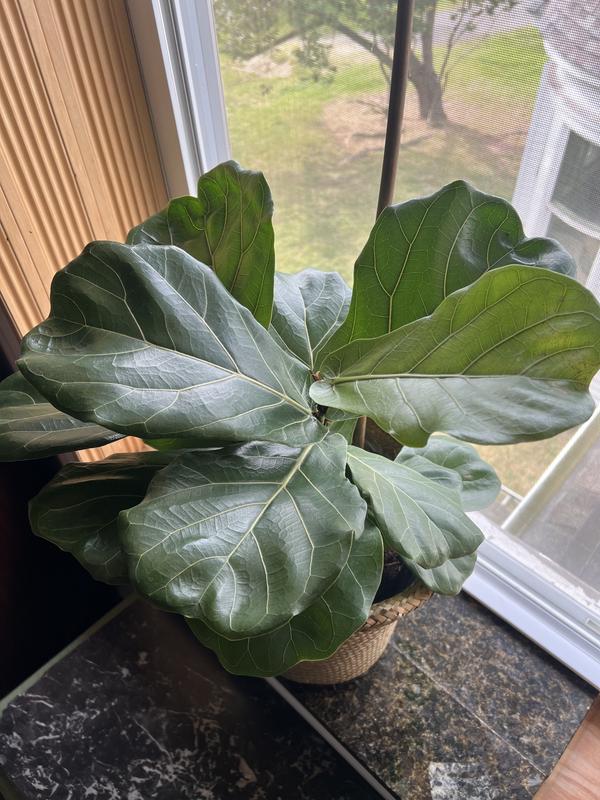 Costa Farms Bambino Fiddle Leaf Fig Ficus Lyrata House Plant in 6-in ...