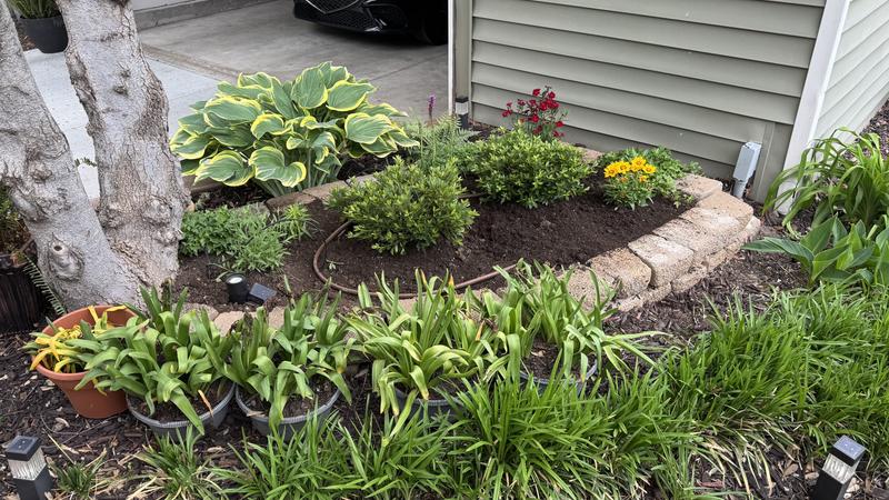 Encore Azalea Autumn Ivory Azalea Flowering Shrub in 3 -Gallon Pot 1 ...