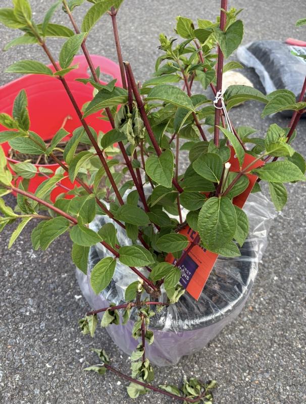 First Editions Multicolor Strawberry Sundae Hydrangea Flowering Shrub ...