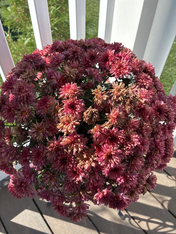Lowe's Red Mum in 3-Quart Planter NURSERY at Lowes.com
