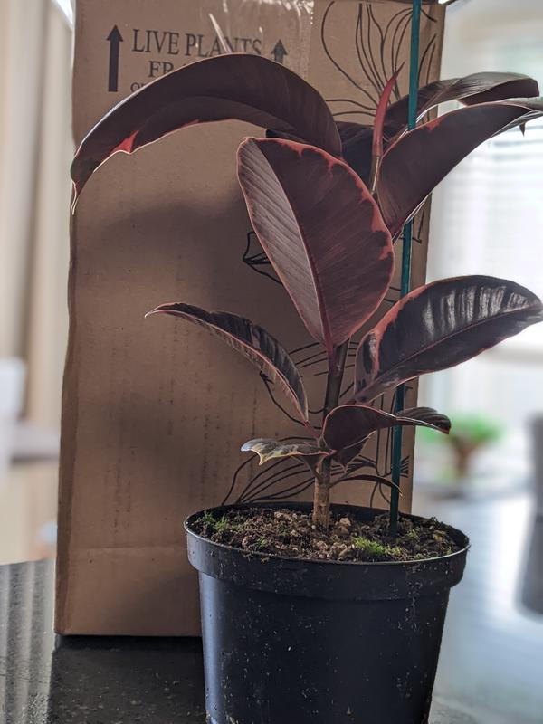 Altman Plants Ficus Ruby Rubber Tree House Plant in 6-in Pot 0873091 at ...