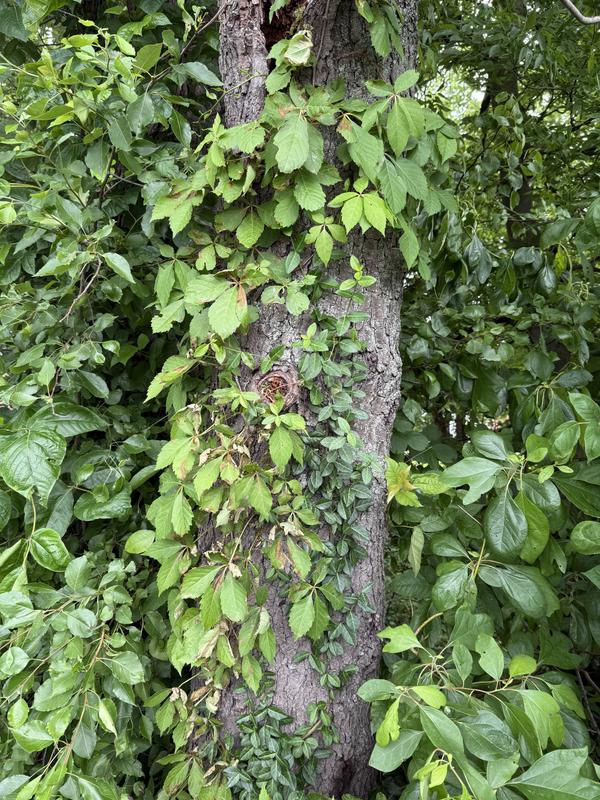 Roundup Poison Ivy Plus Tough Brush Killer2 32-oz Concentrated Brush ...