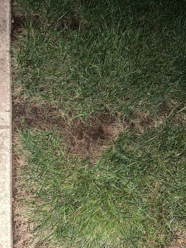 24-in W x 50-in L Fescue Sod Piece in the Sod department at Lowes.com