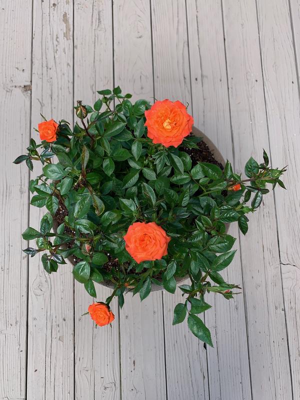 Lowe's 1.00-GAL ROSE SNBLZ ORANGE MINI in the Roses department at Lowes.com