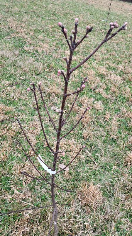 Online Orchards Suncrest Peach Tree - Prunus persica - Cold Hardy, Self ...