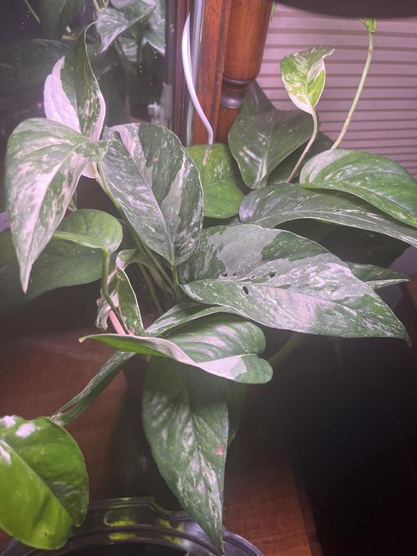 Costa Farms Trending Tropicals Pothos Albo House plant in 1.4 Quart(s ...