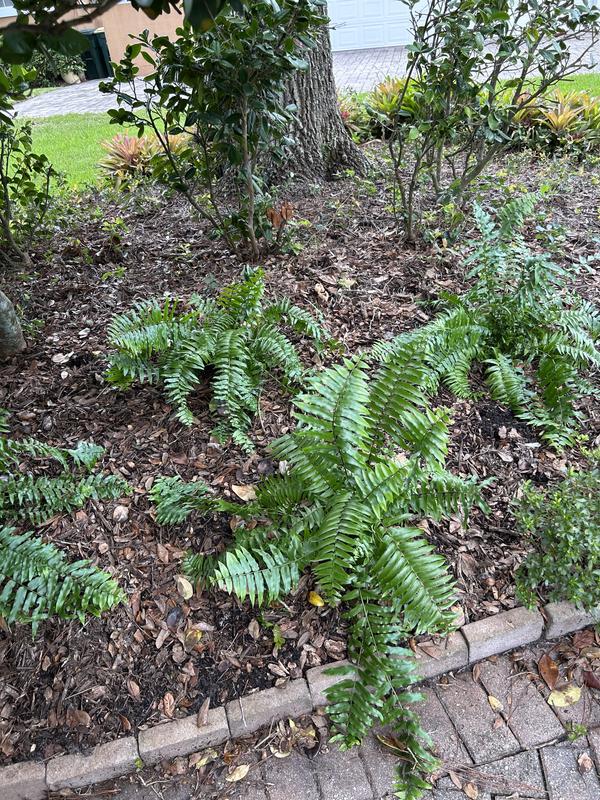 Lowe's 2.5 -Quart Macho Fern 1 -Pack - Low Maintenance in the ...
