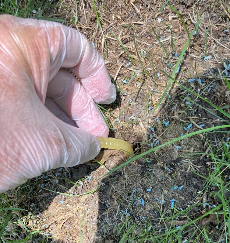 TOMCAT Mole Killer Grubs Mole Killer 0372410 at Lowes.com