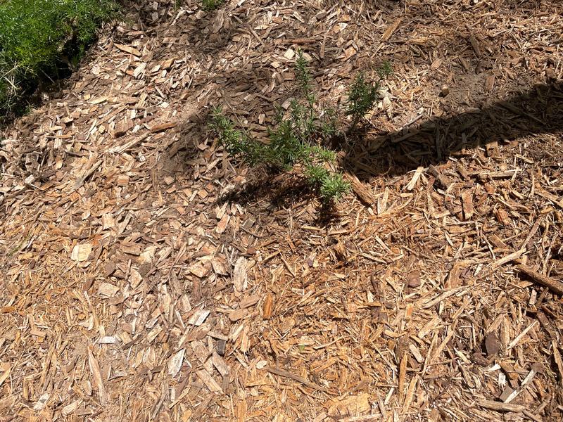 NoFloat 2-cu ft Cypress Blend Mulch in the Bagged Mulch department at ...