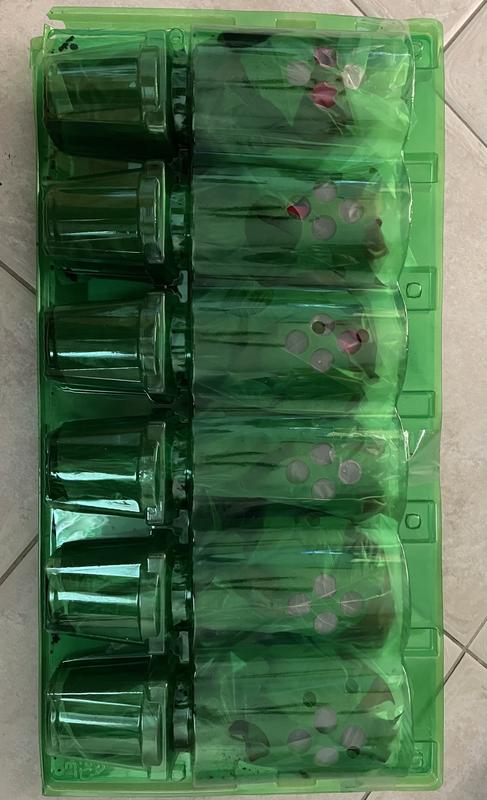 Metrolina Greenhouses 1-Pint Fresh Christmas Potted Poinsettia (6-Pack ...