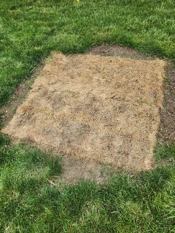 24-in W x 50-in L Fescue Sod Piece in the Sod department at Lowes.com