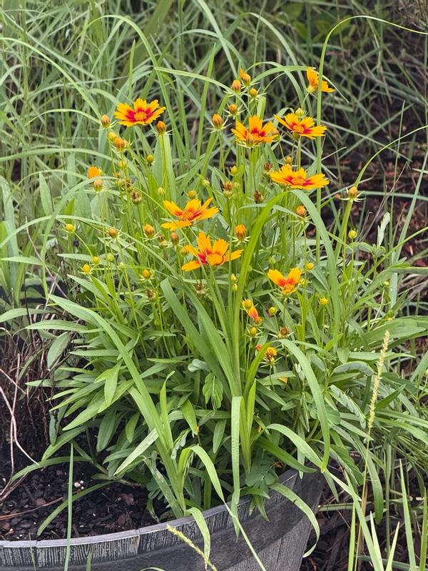 Monrovia Multicolor Coreopsis Plant in 1 -Gallon Pot in the Perennials ...