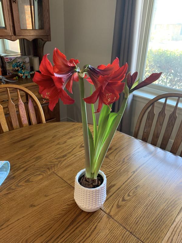 AMARYLLIS REDLION ORGANZA WHT PBS in the Plant Bulbs department at ...