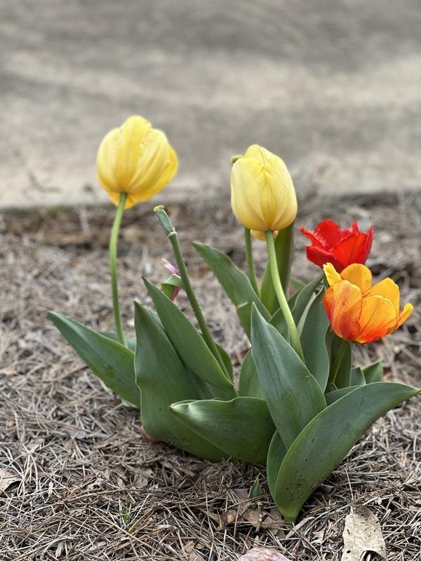 Garden State Bulb Multicolor Darwin Hybrid Mixed Tulip Bulbs 25-Count ...