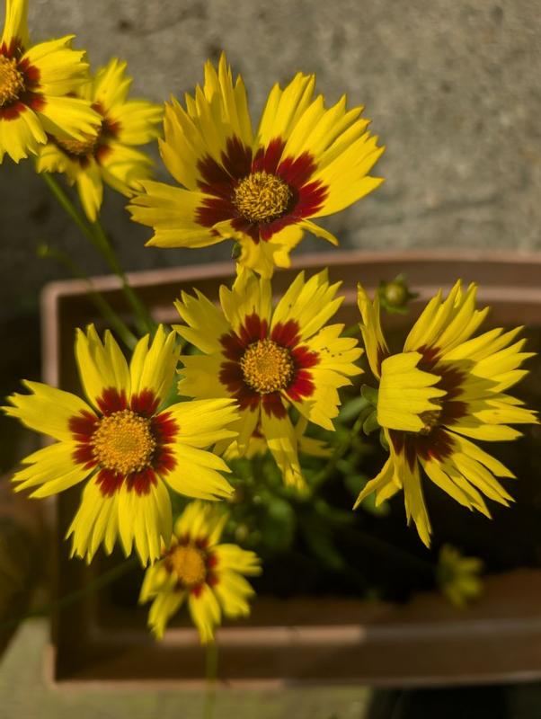Lowe's 1.25 -Quart Gazania Pot in the Trees department at Lowes.com