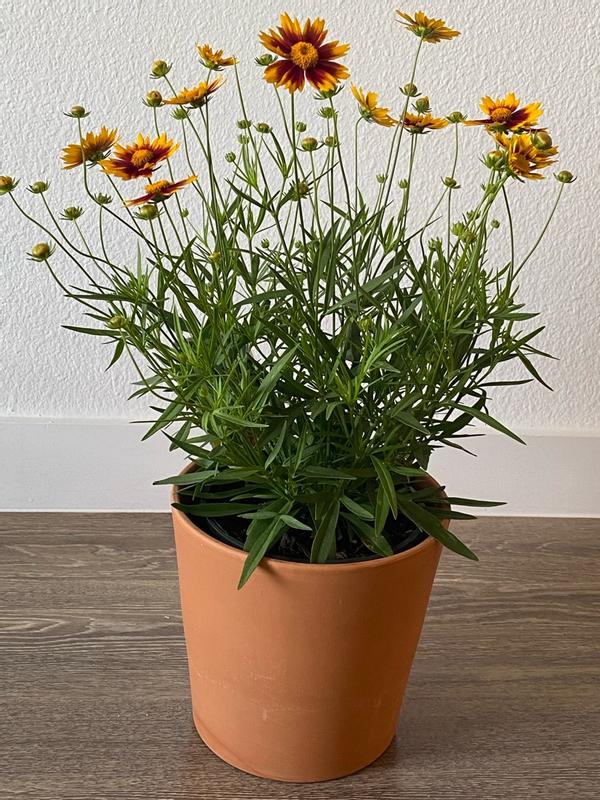 Monrovia Multicolor Coreopsis Plant in 1 -Gallon Pot in the Perennials ...