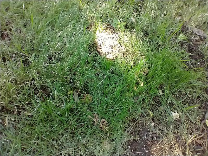 Shop Sta-Green Sta-Green Fall Seeding Tall Fescue Set at Lowes.com