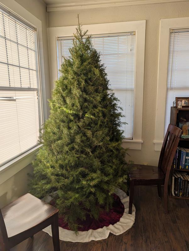 Holiday Living Douglas Fir 7-8 in the Fresh Christmas Trees department ...