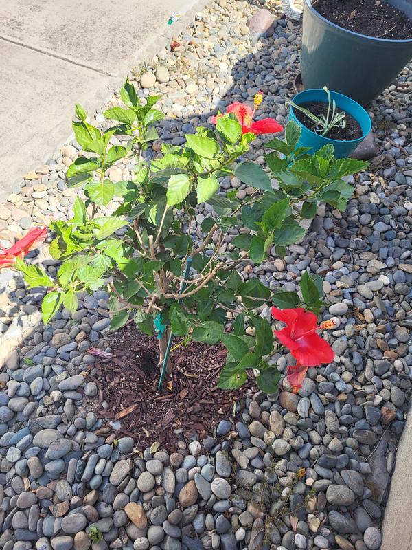 National Plant Network Multicolor Hibiscus Fiesta Braided Tree in 2 ...