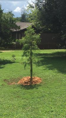 9.64-Gallon Shade Tree Bald Cypress In Pot (With Soil) in the Trees ...