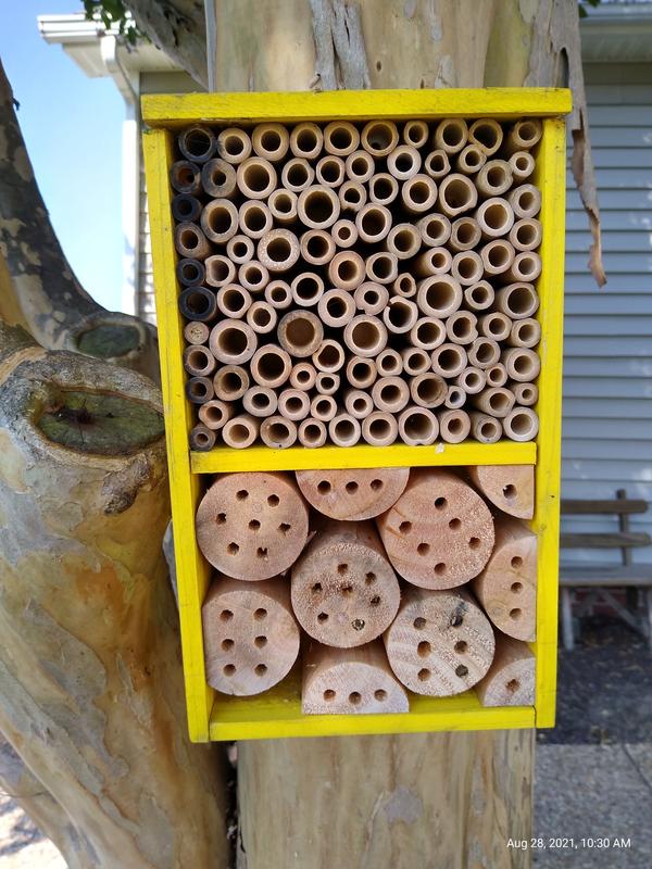 Nature's Way Yellow Pine Flush-mount Bee House at Lowes.com