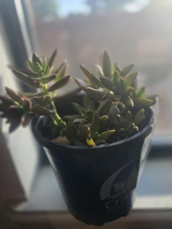 Lowe's Sedum in 2.5 -Quart Pot in the Succulents department at Lowes.com