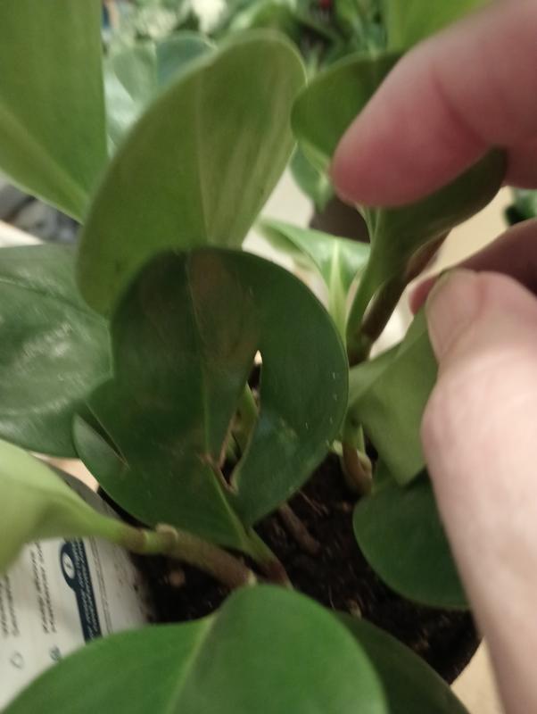 Costa Farms Peperomia House plant in 4 Inch(es) Pot 2.0 -Pack in the ...
