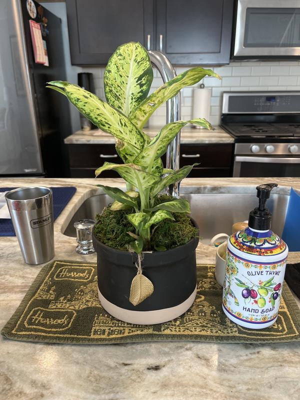 LiveTrends Gold Leaf - Assorted Foliage House plant in 36 Ounce(s) Pot ...