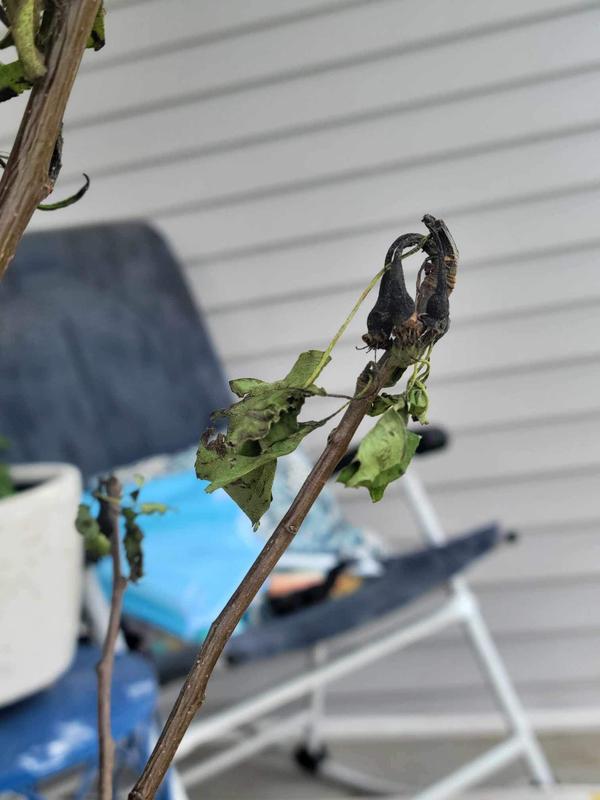 Online Orchards Red Bartlett Pear Tree - Self-Pollinating Fruit Plant ...