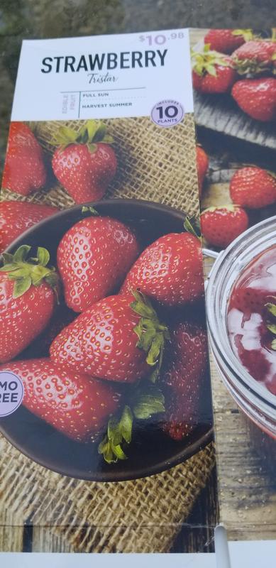 Garden State Bulb STRAWBERRY TRISTAR 10-PK PBS 07990 at Lowes.com