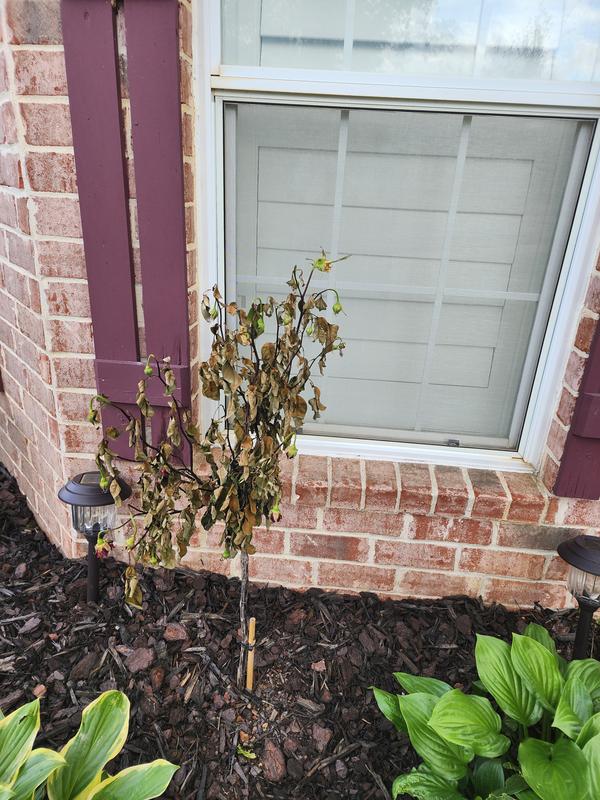 Lowe's 3.00-GAL ROSE DUET TREE GRF 3108479 at Lowes.com