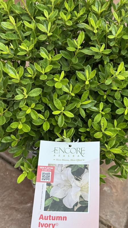 Encore Azalea White Autumn Ivory Azalea Flowering Shrub in 1-Gallon Pot ...