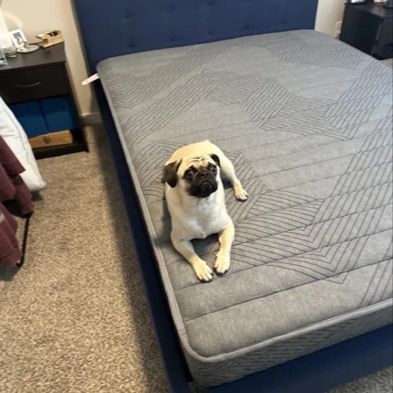 Ifluous 10-in Medium Full Hybrid Memory Foam/Coil Blend Mattress in a ...