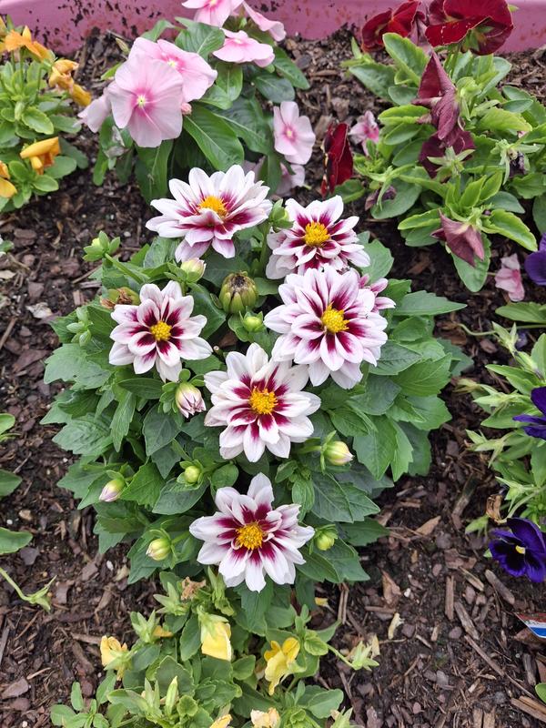 Lowe's 1.5 Pint Multicolor Dahlia 1 -Pack - Low Maintenance in the ...