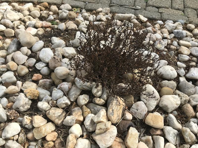 Monrovia 2.6 -Quart Barberry Golden Ruby Foundation/Hedge Shrub with ...