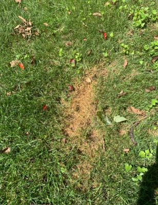 Turf Gro 50-lb 12000-sq ft 24-0 All-purpose Lawn Fertilizer in the Lawn ...