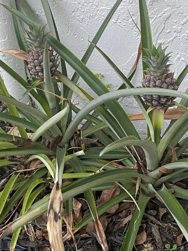 Better-Gro Bromeliad Planting Mix 8-Quart All-purpose Organic Potting ...