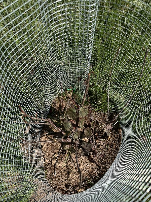 Lowe's 2.25 -Gallon Purple Leaf Sand Cherry in the Shrubs department at ...