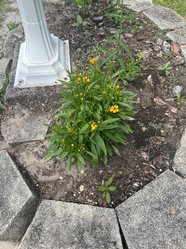Monrovia Multicolor Coreopsis Plant in 1 -Gallon Pot 1 -Pack in the ...