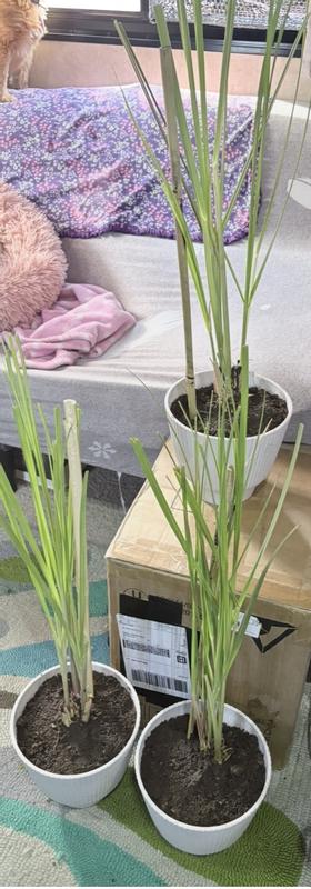 Daylily Nursery White Pampas Grass Plant in Pot 3-Pack 21618 at Lowes.com