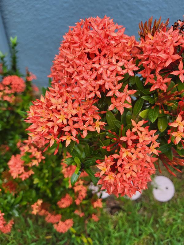 Costa Farms Multicolor Ixora Bush Flowering Shrub in 2-Gallon Pot L-IXO ...