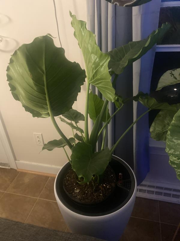 Nature's Way Farms White California Alocasia House plant in 10 Inch(es ...