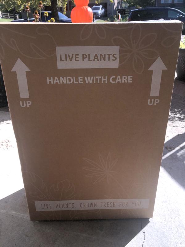 Metrolina Greenhouses Orange Mum in 3-Quart Pot 2-Pack 5244 at Lowes.com