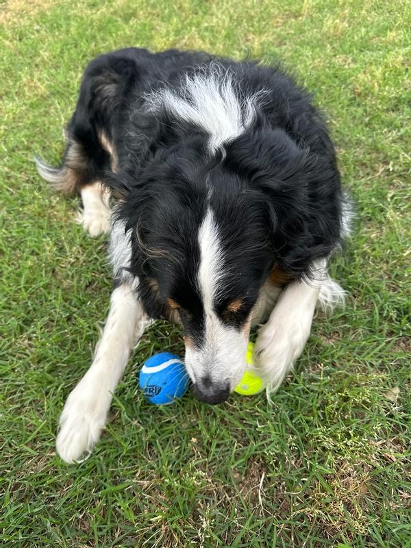 Nerf Pet Nerf Rubber Interactive Dog Toy 3484 at Lowes.com