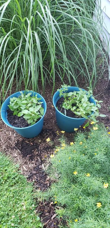 Bonnie Plants 2-Pack Peppermint in 2-Pack Pot 202021 at Lowes.com