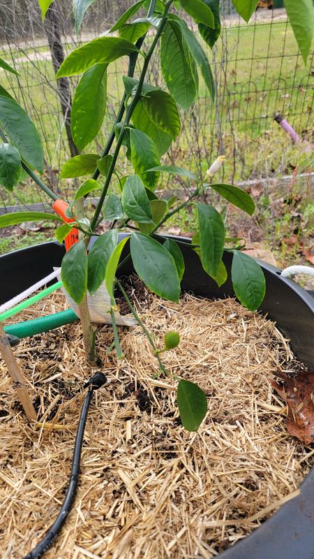 Garden State Bulb Kumquat Fruit Tree (Citrus x limon) - Pot, Full Sun ...