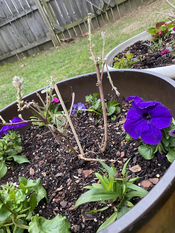 Van Zyverden Purple Bloomables Lilac New Age Lavender Bulbs 84586 at ...