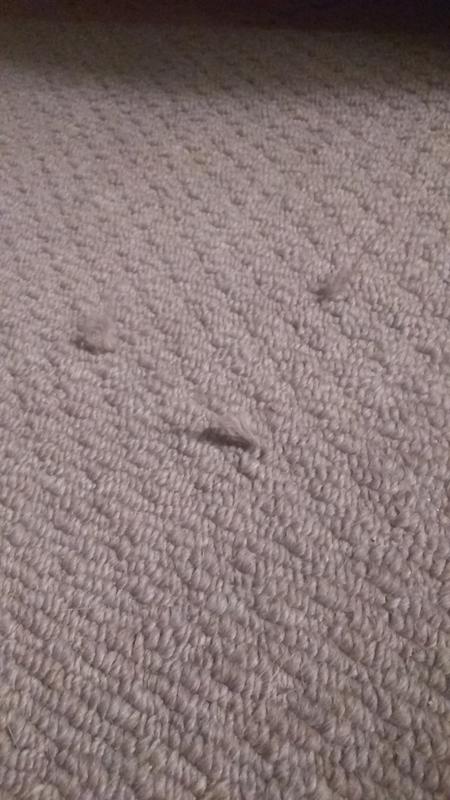 Mohawk Home Residential Area Rugs 5 X 7 (ft) Assorted Colors Indoor ...